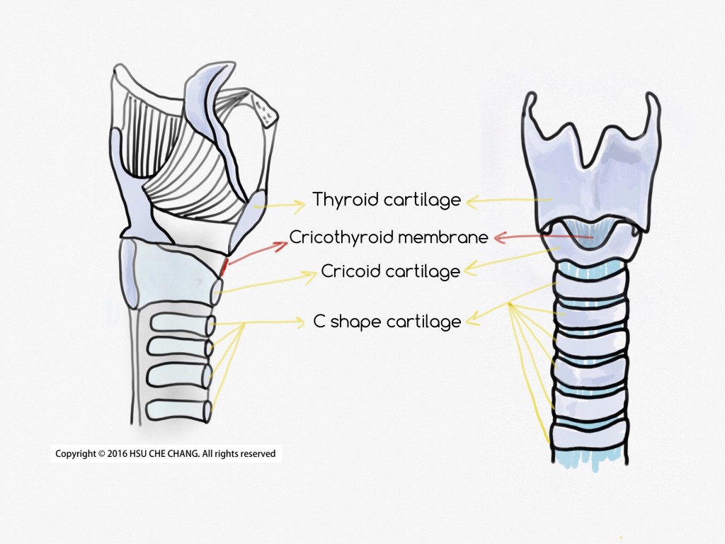 [Sonoanatomy] 氣管 Trachea – POCUS Academy