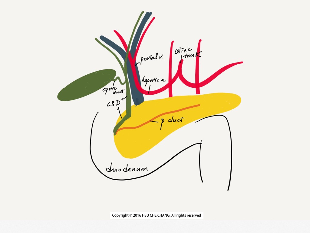 [Sonoanatomy] GB, cystic duct, CBD – POCUS Academy