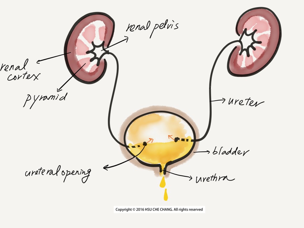 [Sonoanatomy] KuB — Kidney, ureter, Bladder – POCUS Academy